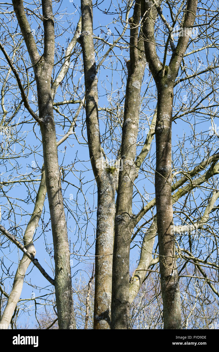 Fraxinus Excelsior in early Spring. Ash trees against a blue sky Stock ...