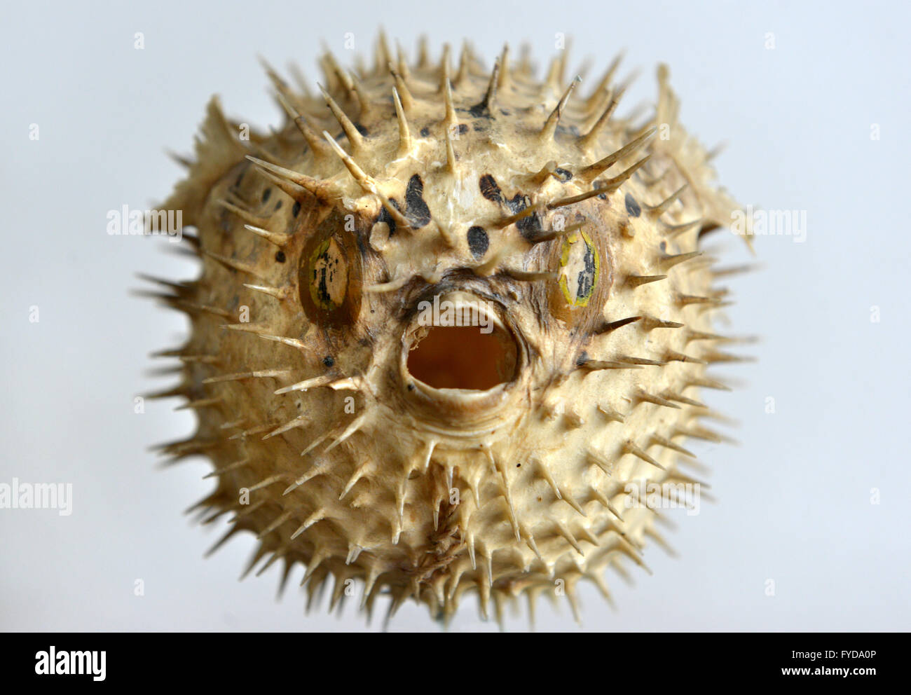 Dried puffer fish hi-res stock photography and images - Alamy Dried puffer fish hi-res stock photography and images - Alamy