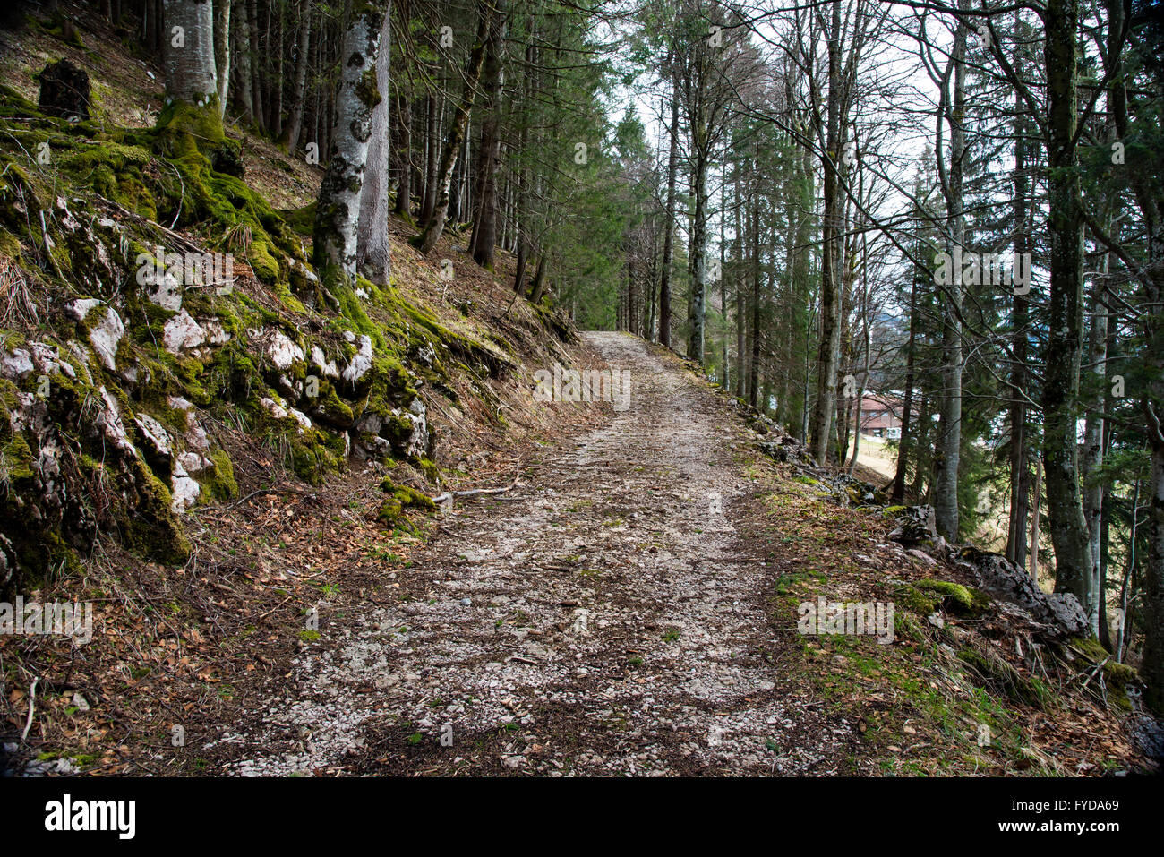 Pathway through the spring forest Stock Photo - Alamy