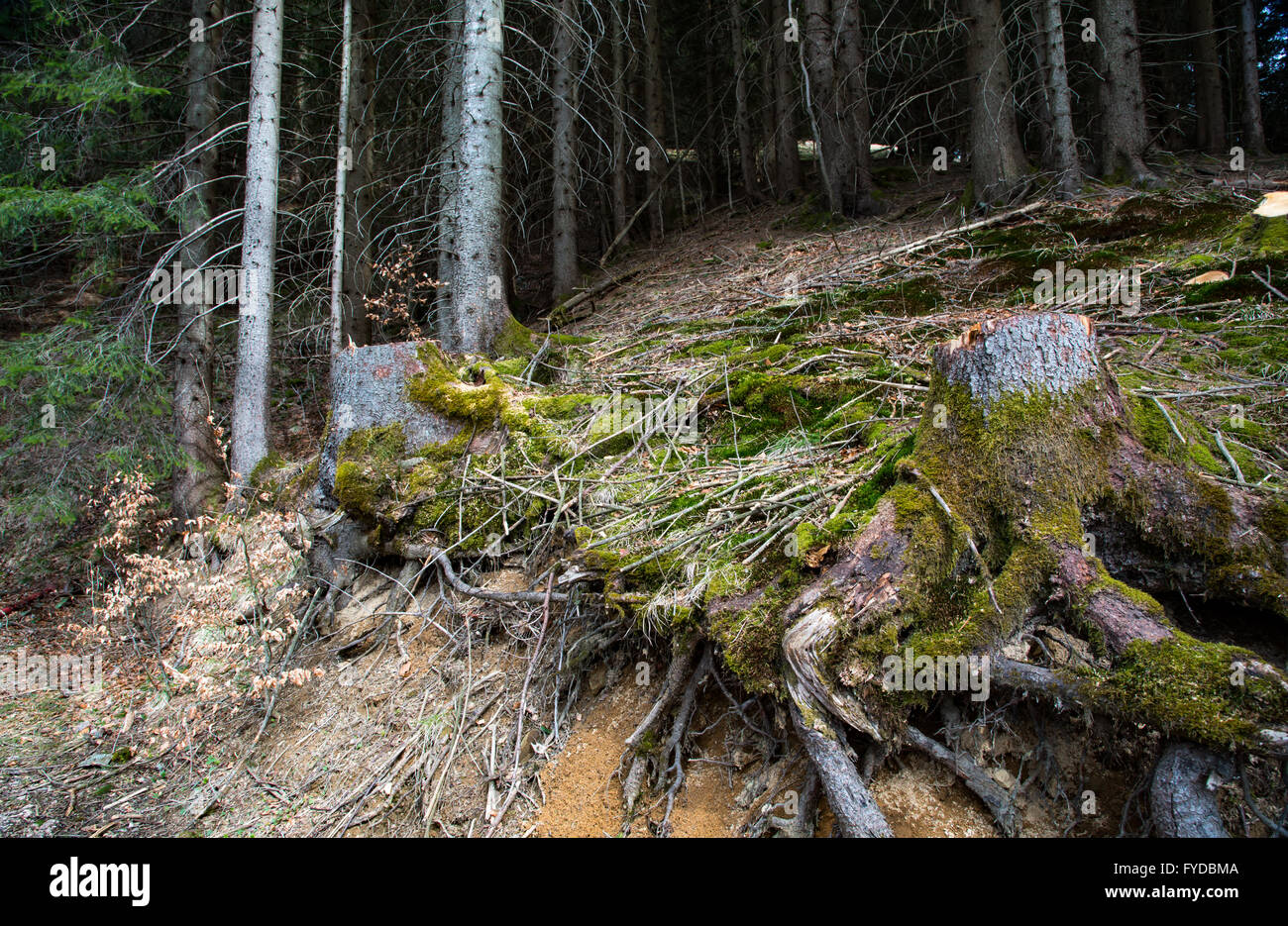Tree root in the forest Stock Photo - Alamy