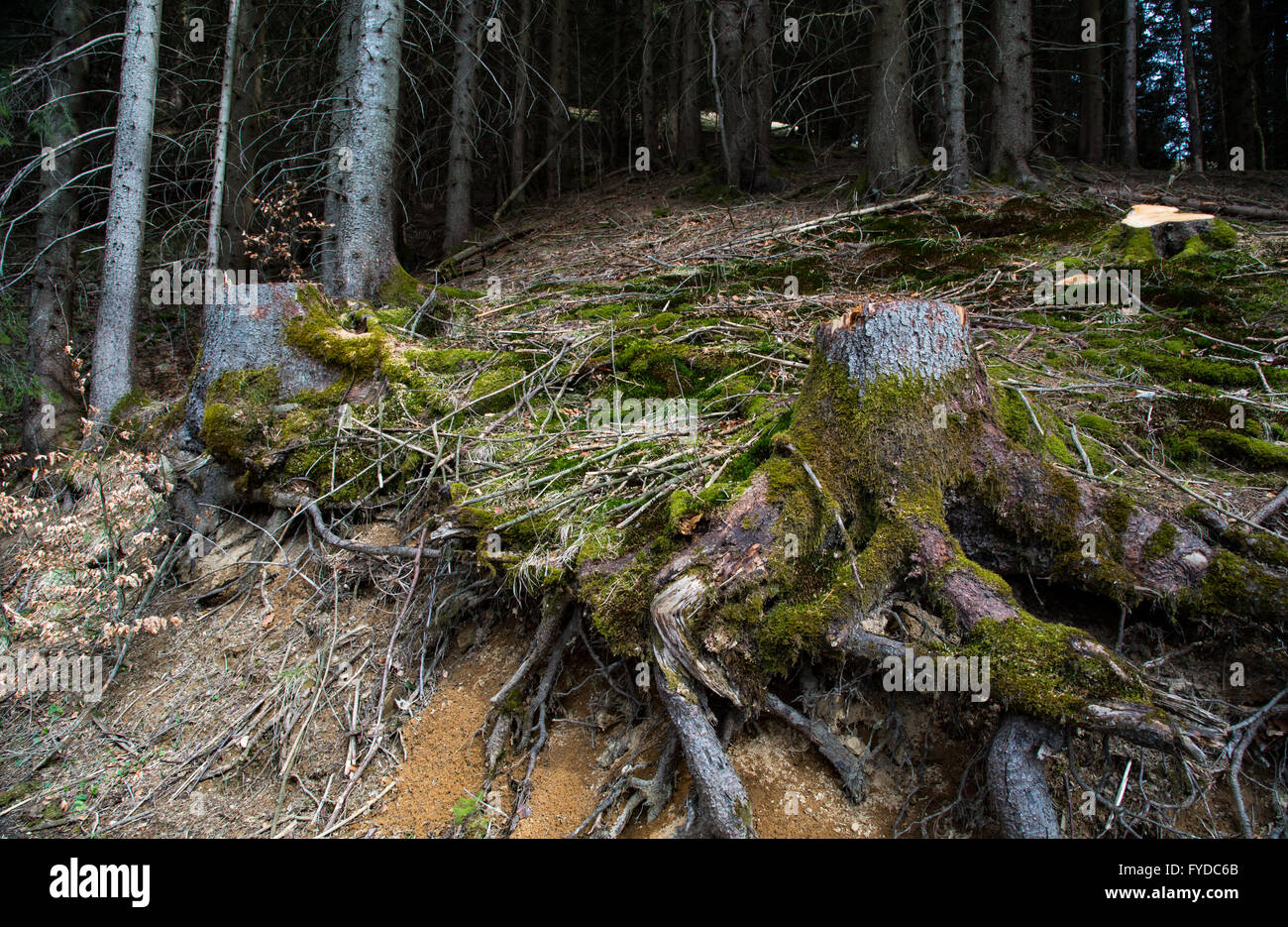 Tree root in the forest Stock Photo - Alamy