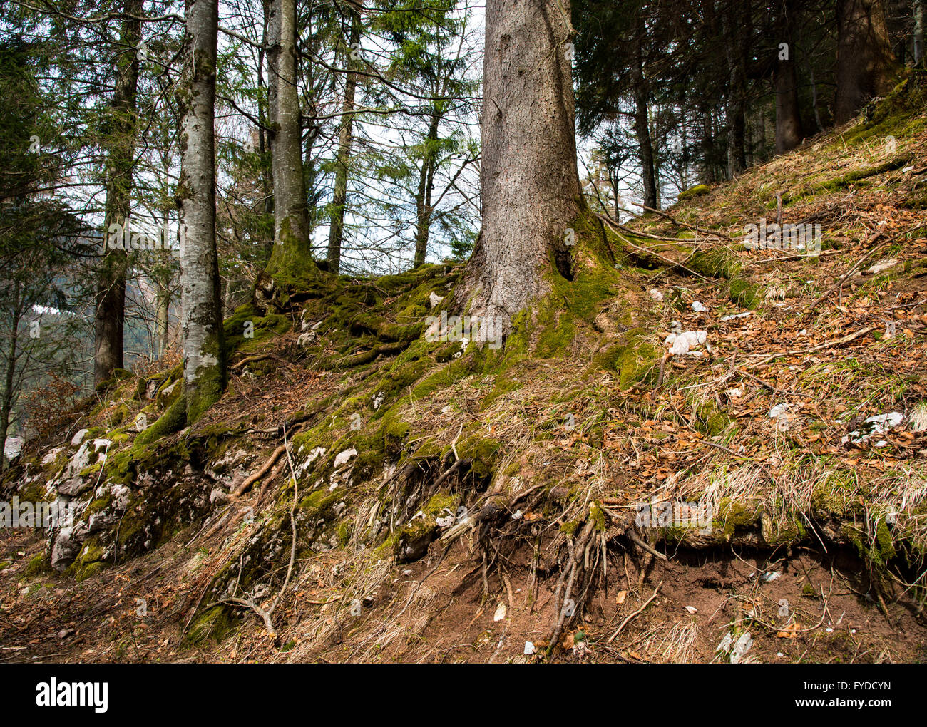 Root tree hi-res stock photography and images - Alamy