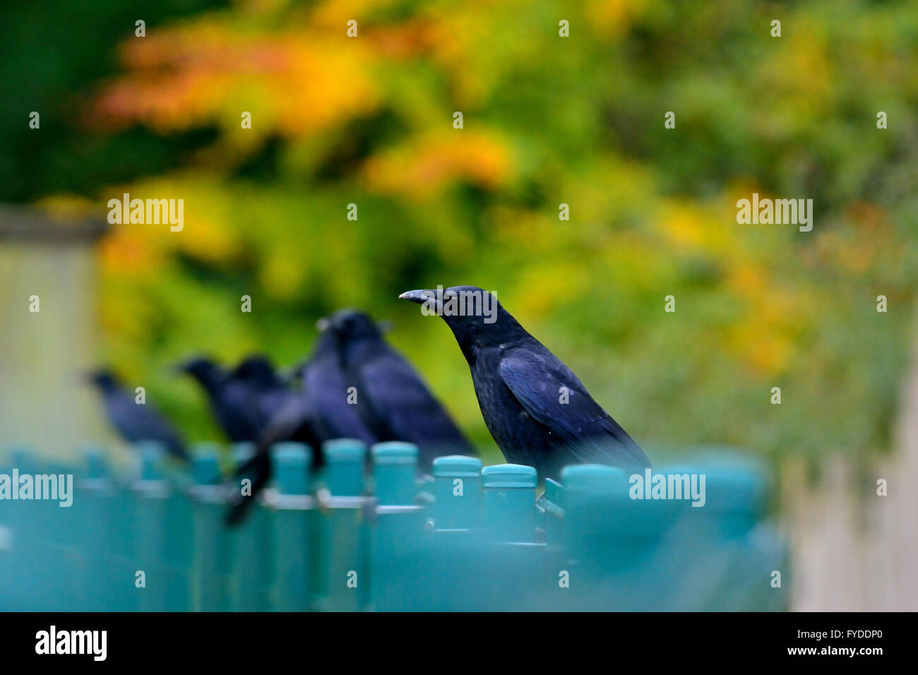 Crows sitting on a fence in Autumn Stock Photo - Alamy
