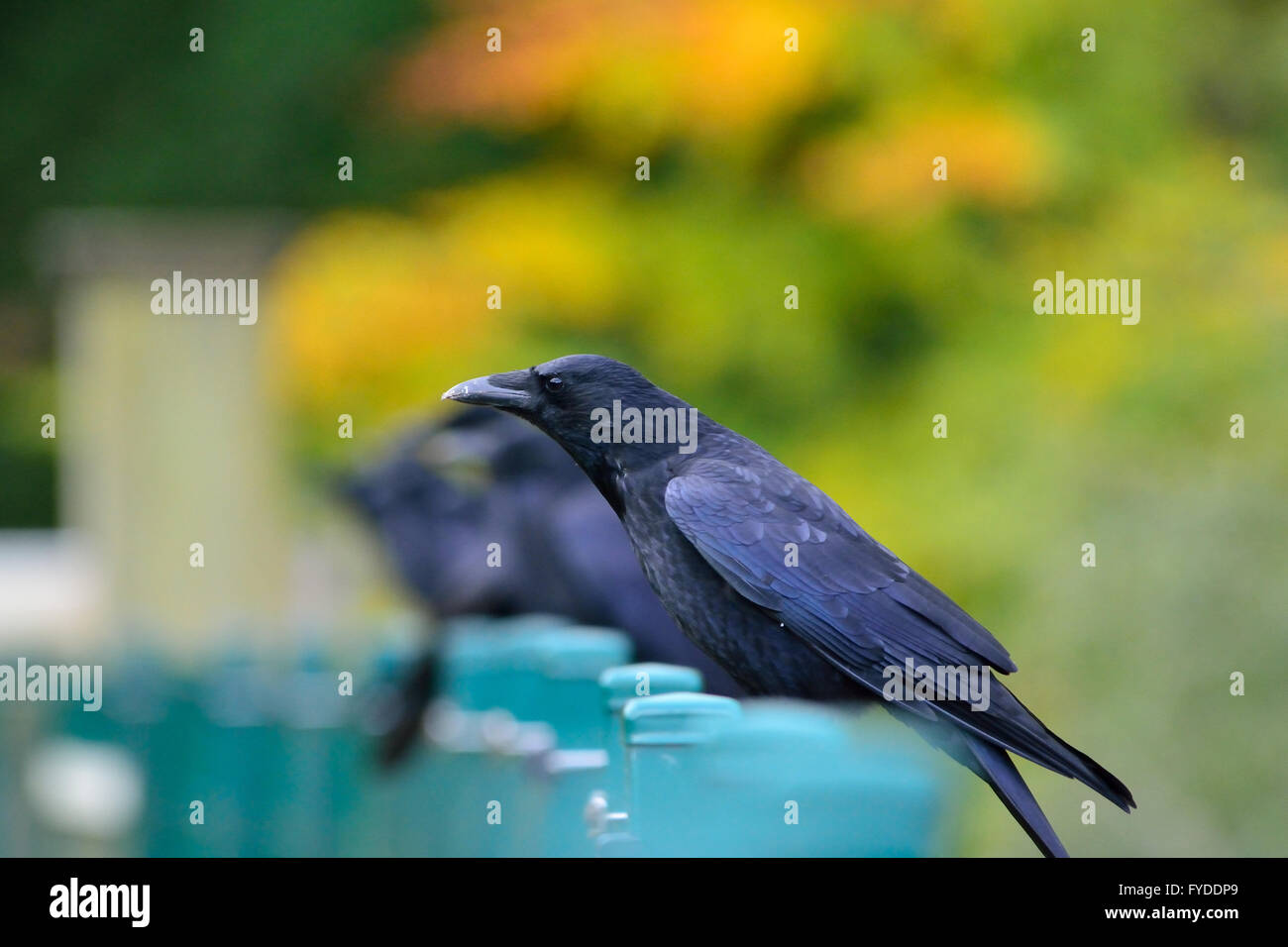 Crows fence hi-res stock photography and images - Alamy