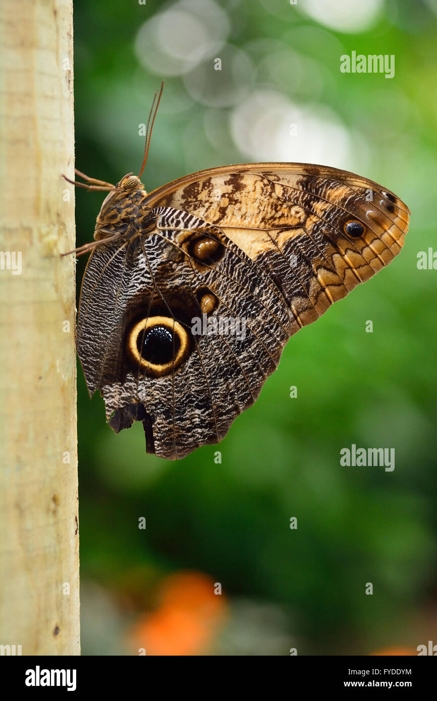 Very large butterfly hi-res stock photography and images - Alamy