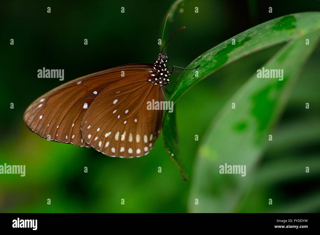 Spotted Butterfly High Resolution Stock Photography and Images - Alamy