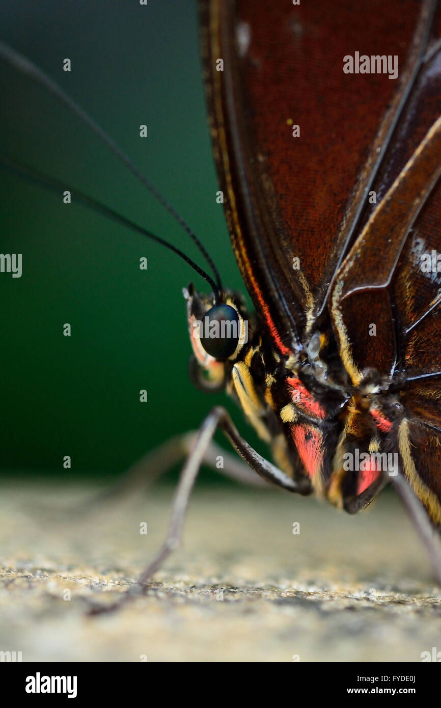 Butterfly thorax hi-res stock photography and images - Alamy