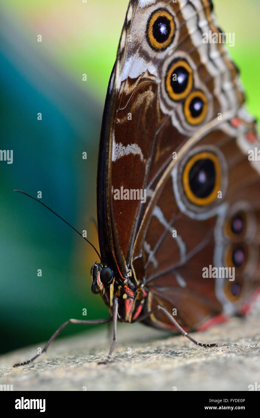 Butterfly thorax hi-res stock photography and images - Alamy