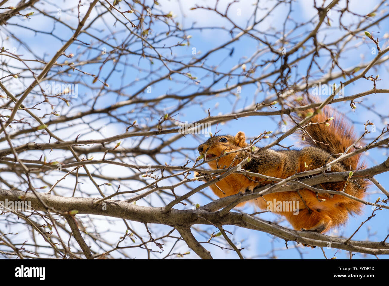 Female Fox Squirrel High Resolution Stock Photography and Images - Alamy