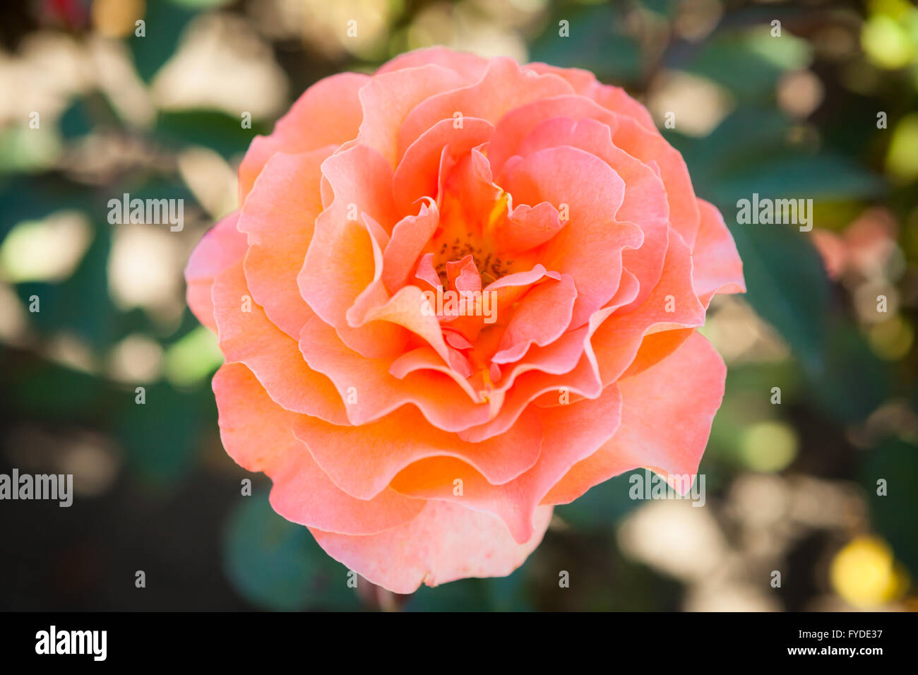 Delicate rose in garden Stock Photo - Alamy