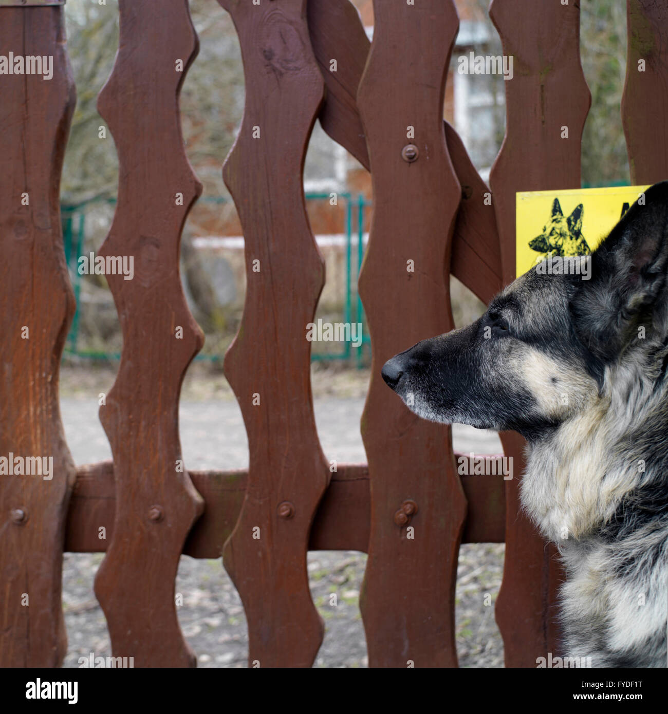 Guarding its territory hi-res stock photography and images - Alamy