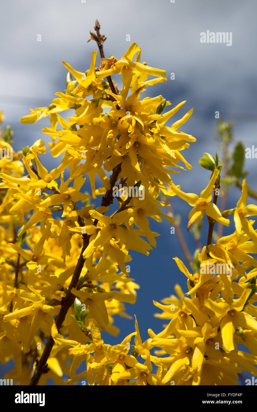 Part of a forsythia hi-res stock photography and images - Alamy