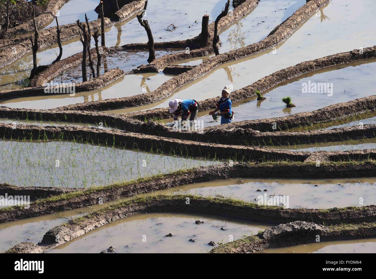 Honghe, China's Yunnan Province. 26th Apr, 2016. Farmers plant rice ...