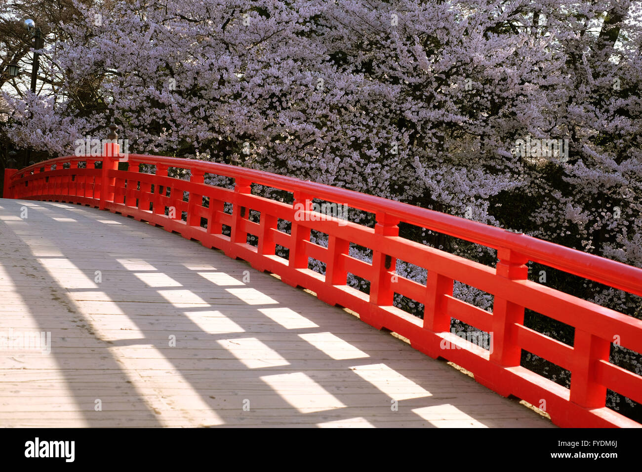 A bridge is seen as cherry blossoms are in full bloom during Hirosaki ...
