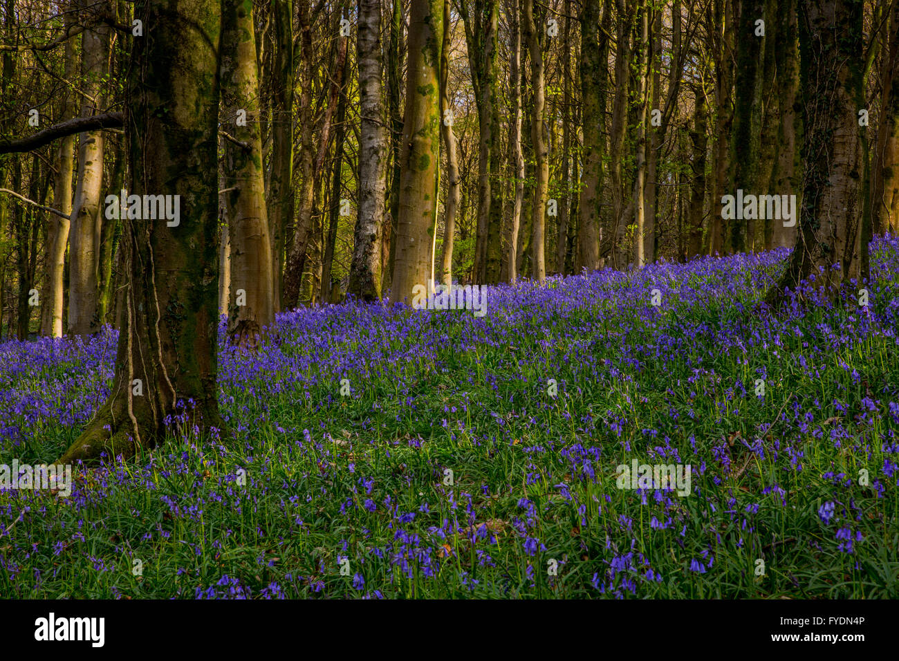 Cardiff, Wales, UK. 26th Apr, 2016. The annual display of Bluebells is ...