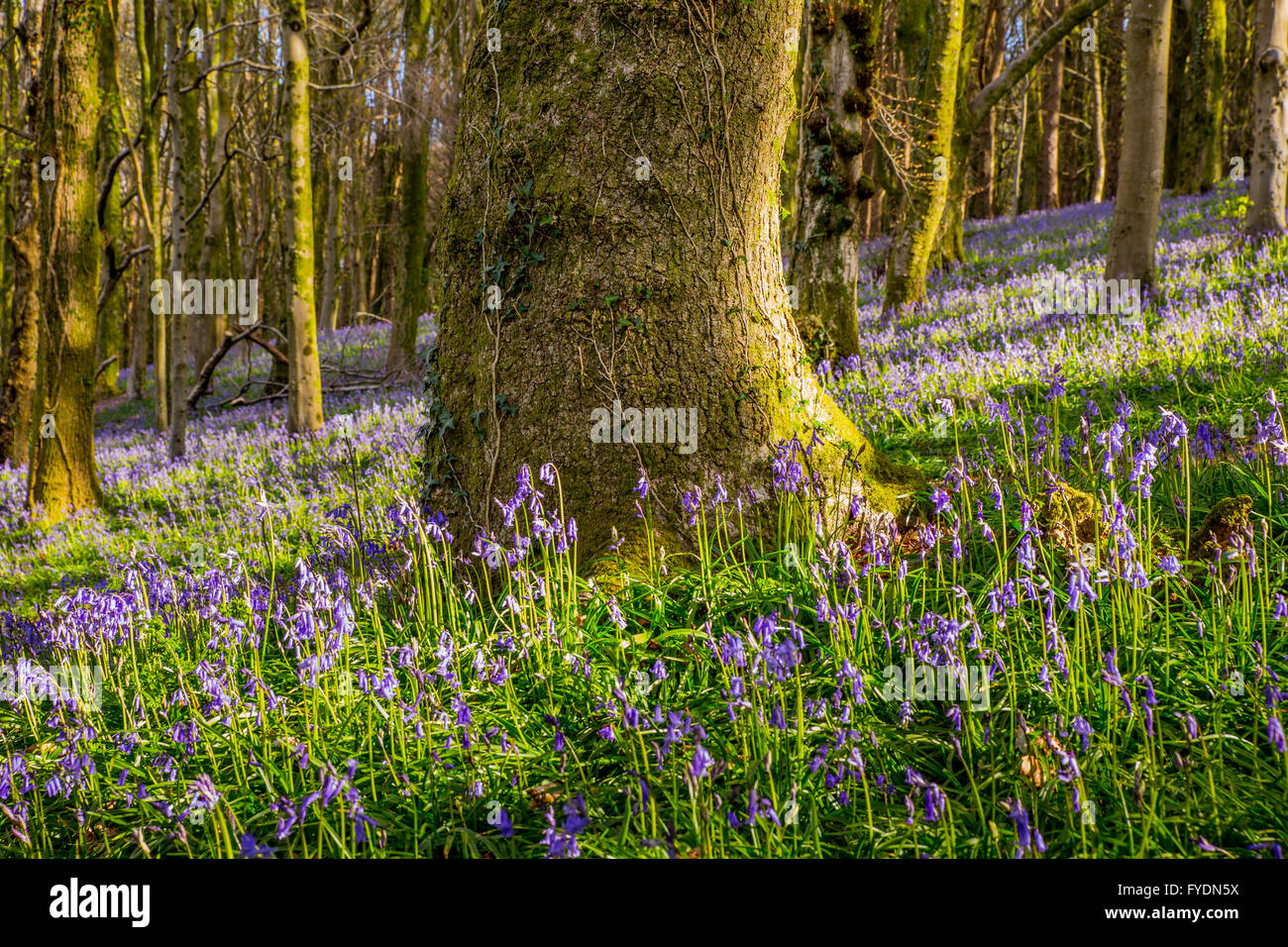 Coed y wenallt woods hi-res stock photography and images - Alamy