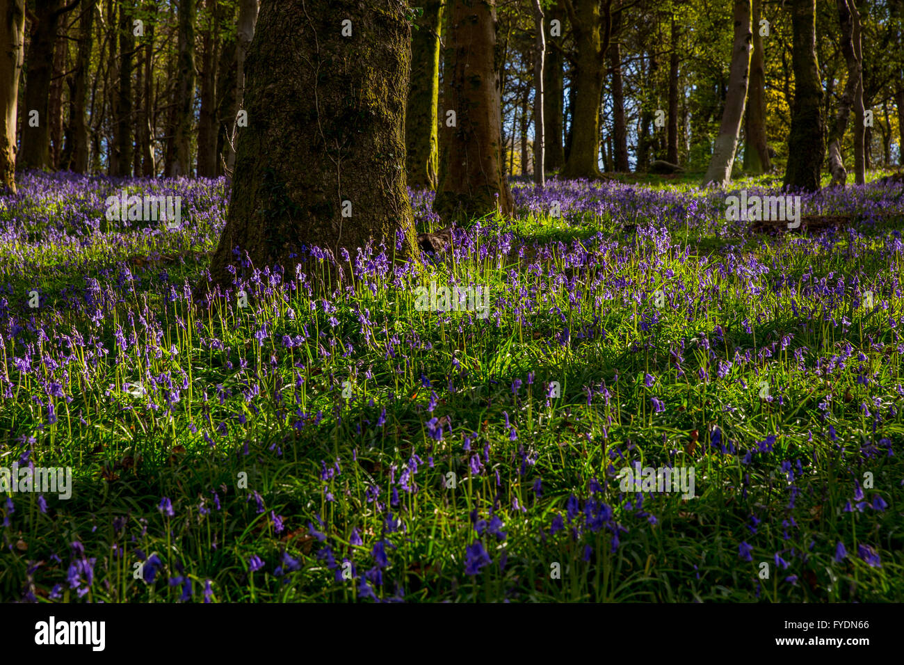 Cardiff, Wales, UK. 26th Apr, 2016. The annual display of Bluebells is ...
