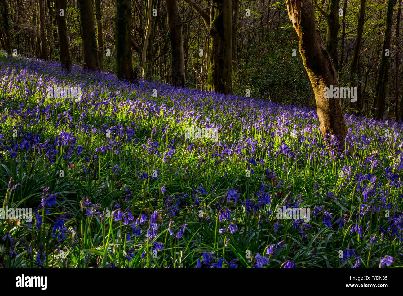 Coed y wenallt woods hi-res stock photography and images - Alamy