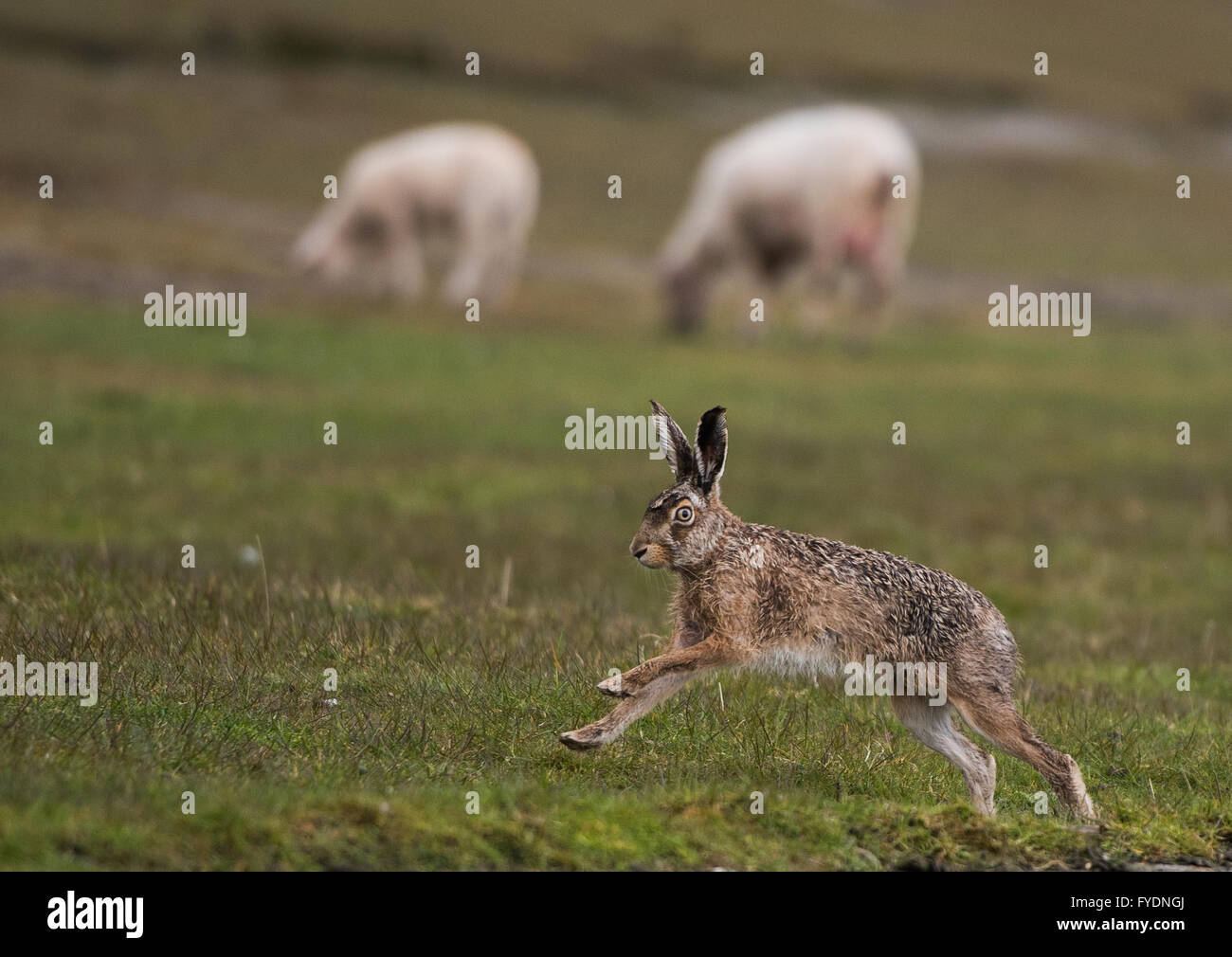 A hare scurries across a field where sheep are grazing on Pellworm ...