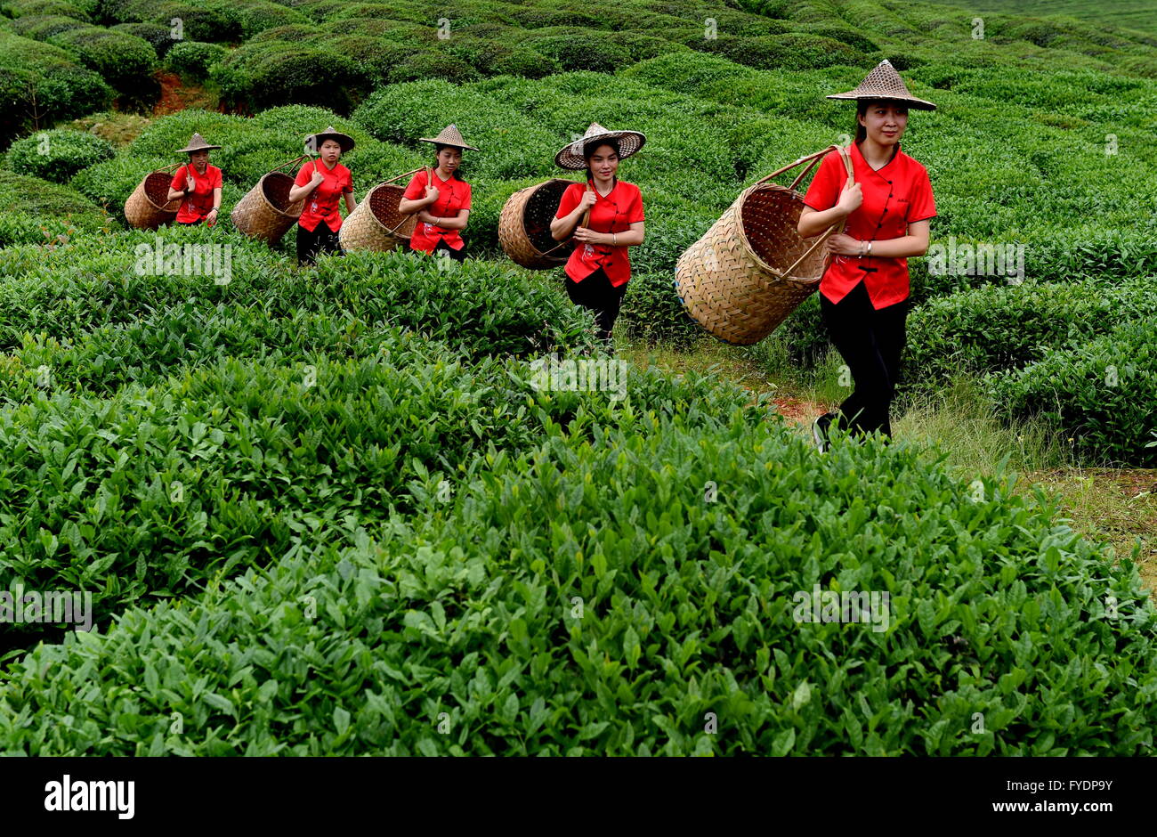 Fujian province tea plantation hi-res stock photography and images - Alamy
