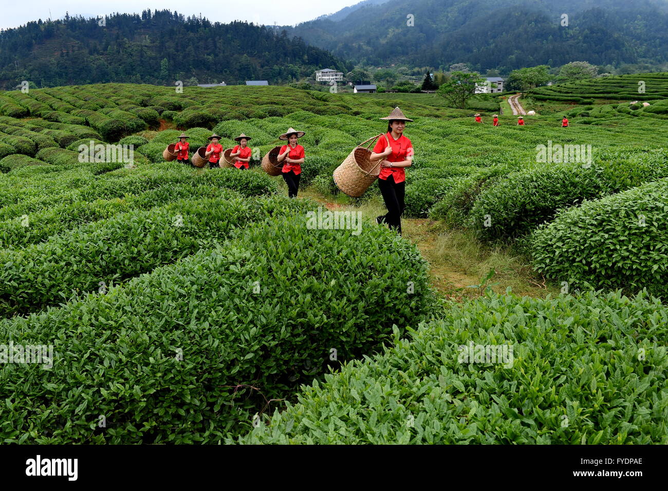 Fujian province tea plantation hi-res stock photography and images - Alamy
