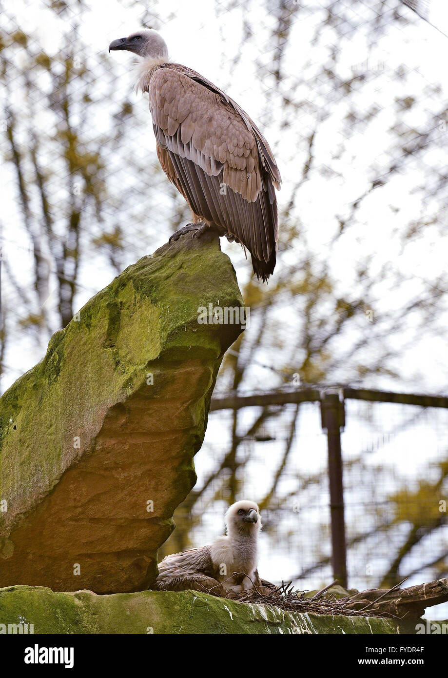 Nordhorn, Germany. 26th Apr, 2016. HANDOUT - Two male vultures sitting ...