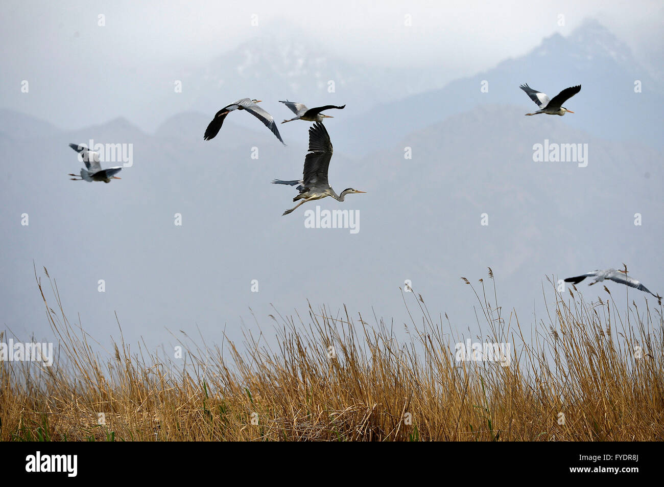 Yinchuan, China's Ningxia Hui Autonomous Region. 26th Apr, 2016 ...