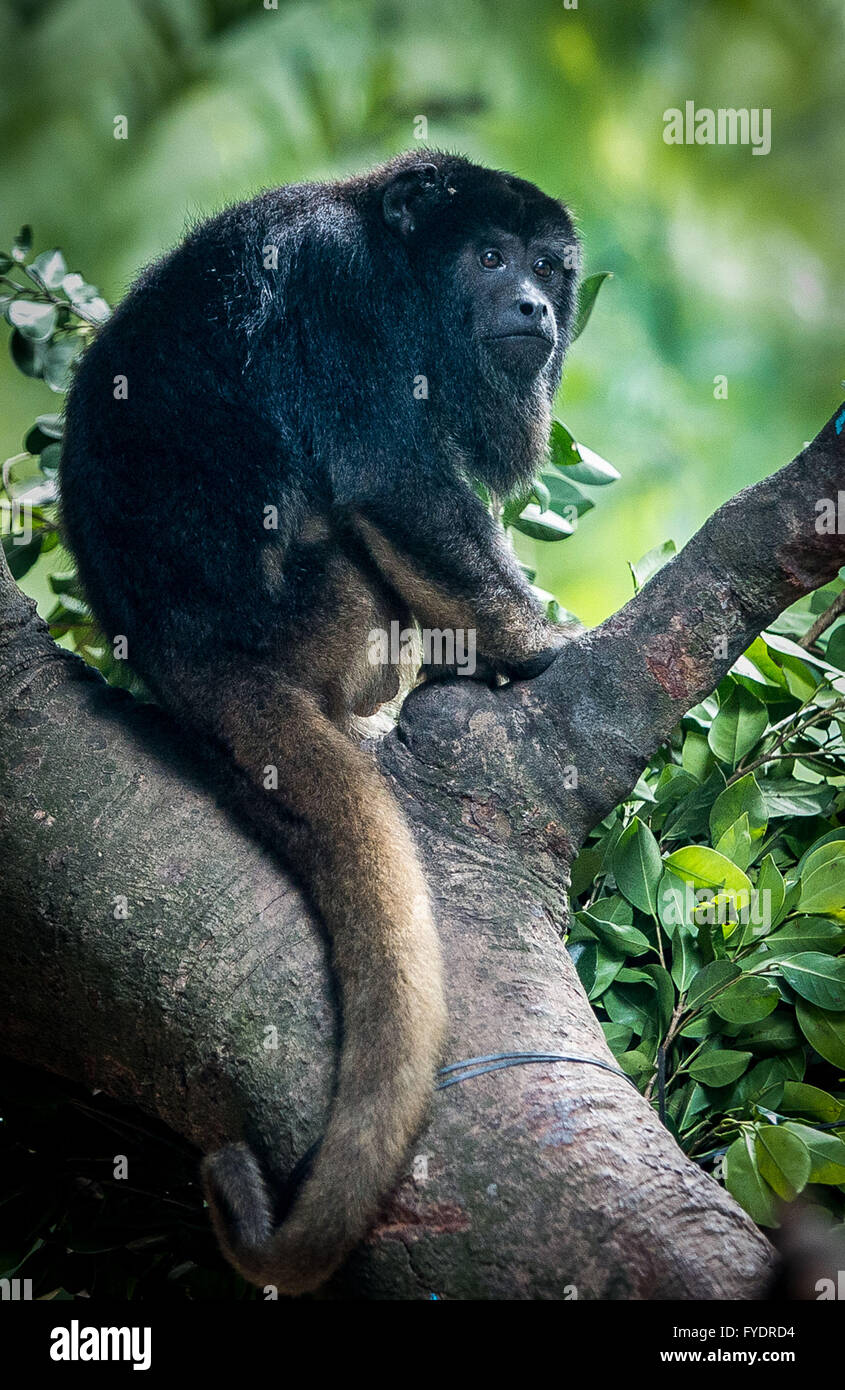 Chiropotes satanas chiropotes hi-res stock photography and images - Alamy