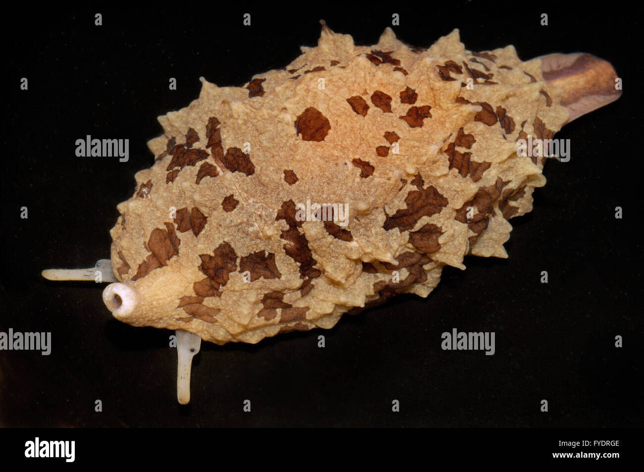 October 15, 2014 - Nudibranch, or Sea slug (Onchidiopsis maculata) Far ...