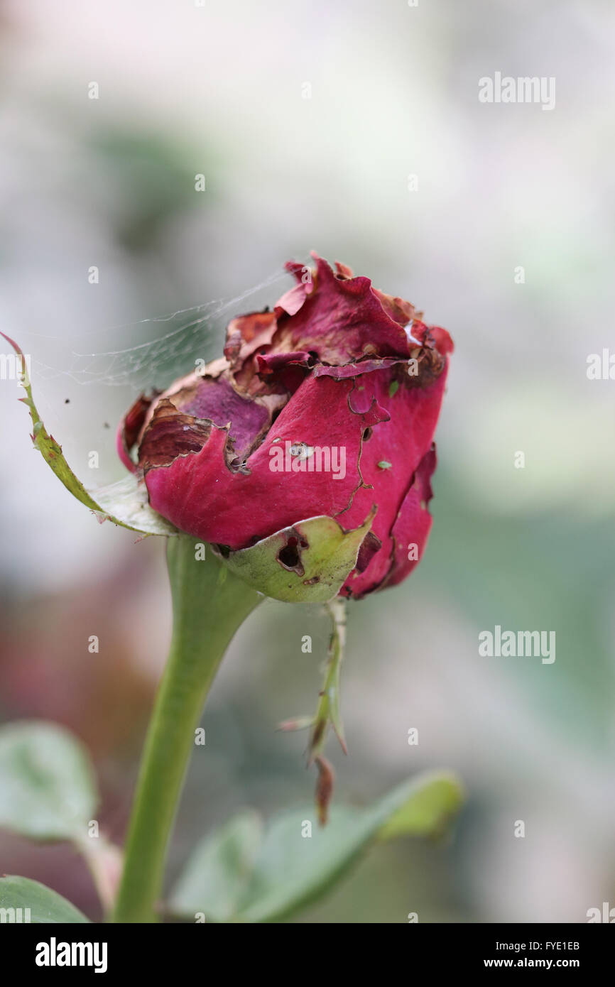 Rose bud damaged hi-res stock photography and images - Alamy