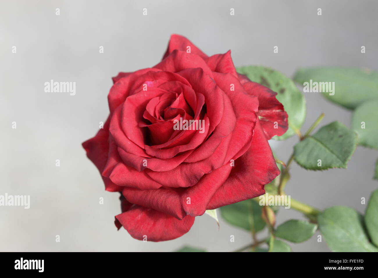 Close up of Single Red Rose in full bloom Stock Photo - Alamy