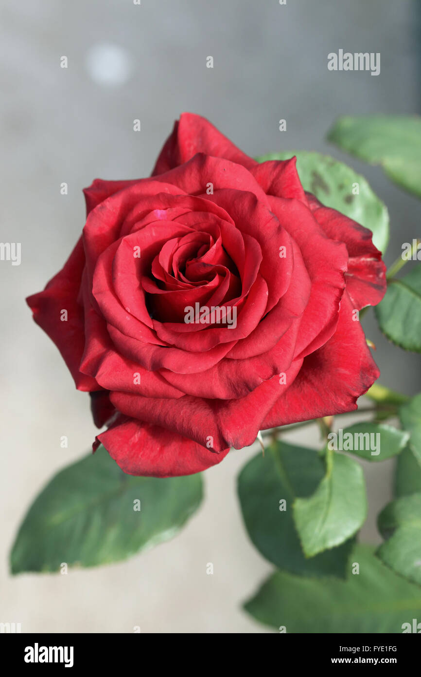 Open red rose close hi-res stock photography and images - Alamy