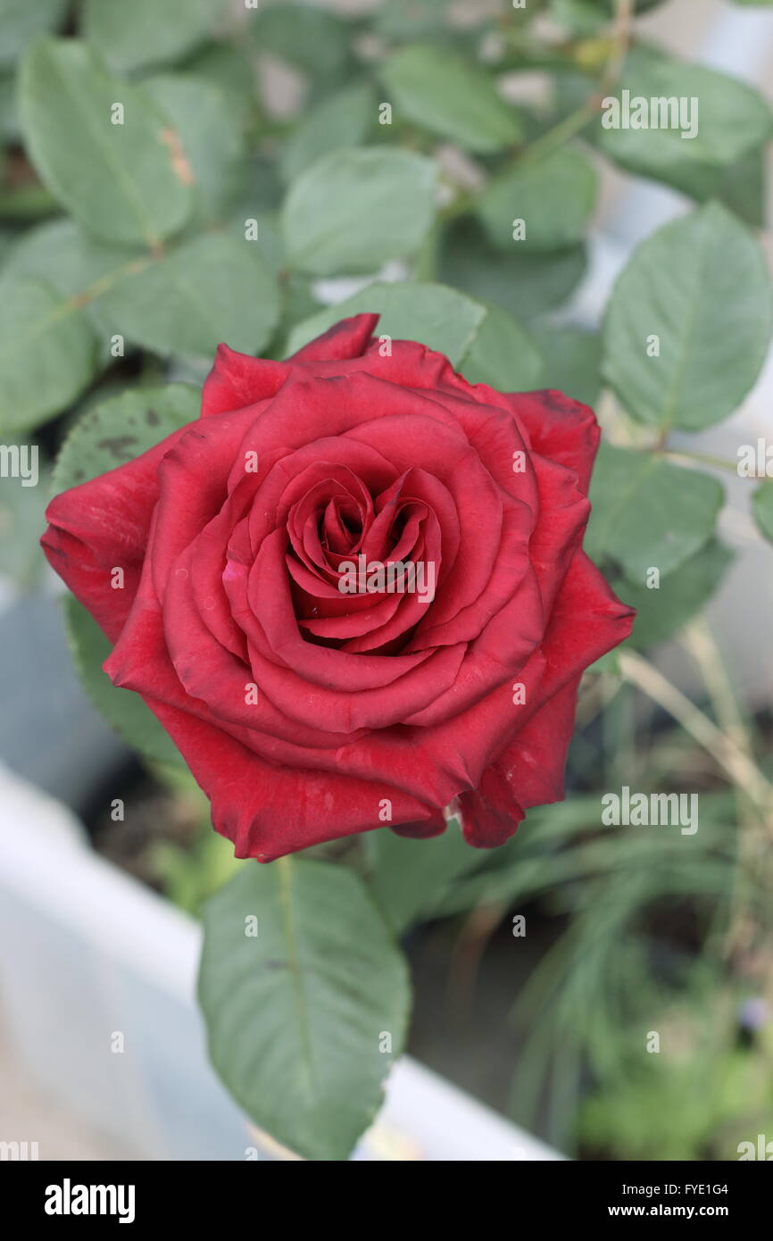 Open red rose close hi-res stock photography and images - Alamy