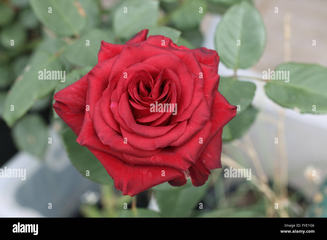 Close up of Single Red Rose in full bloom Stock Photo - Alamy