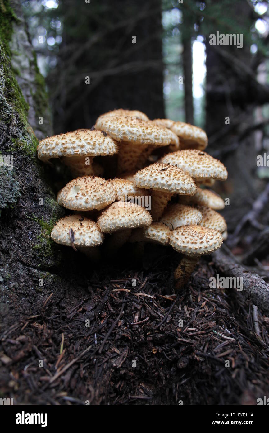Pholiota (Strophariaceae) Mushrooms on a tree in Alberta Foothills ...