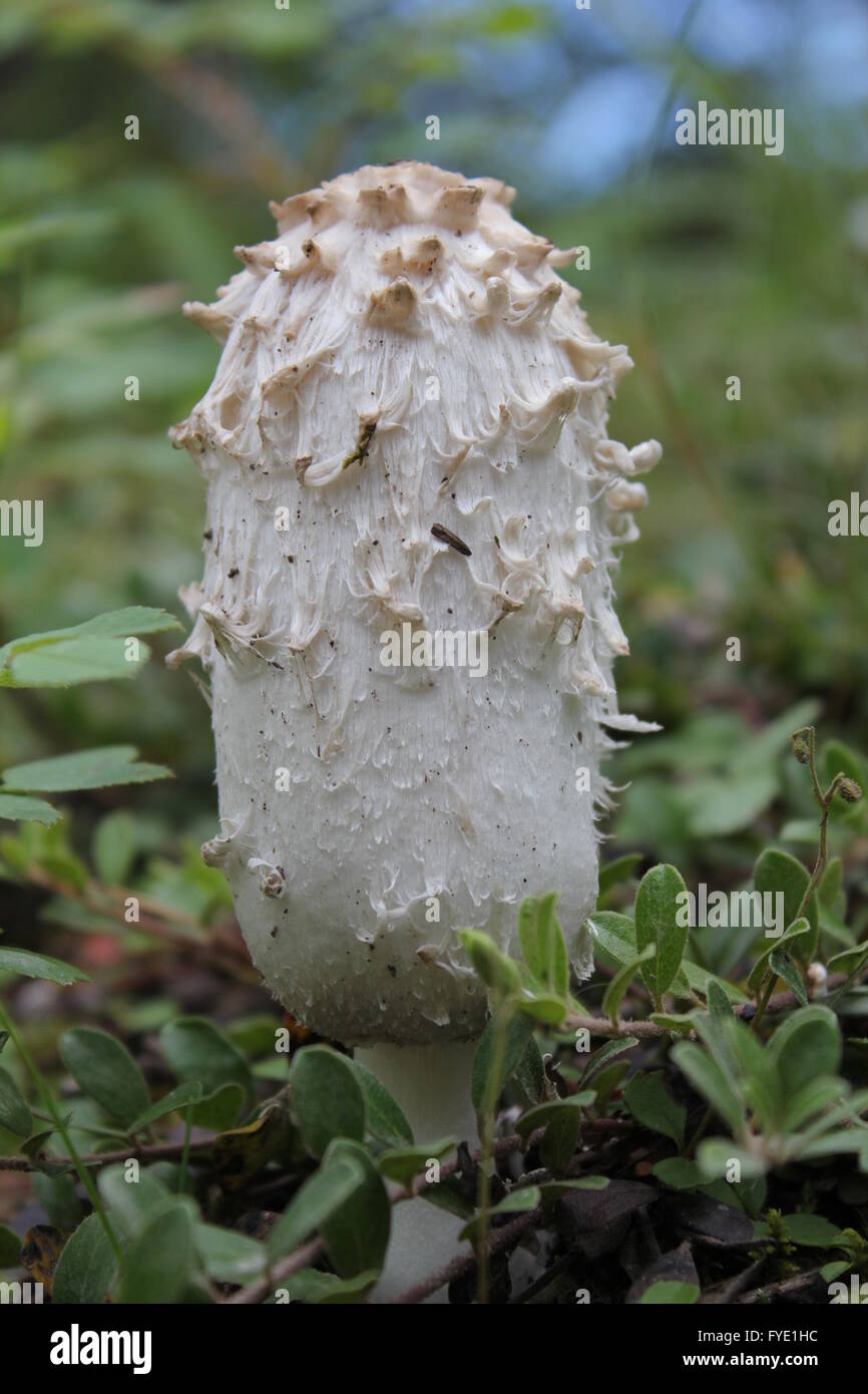 Coprinus Mushroom 40x