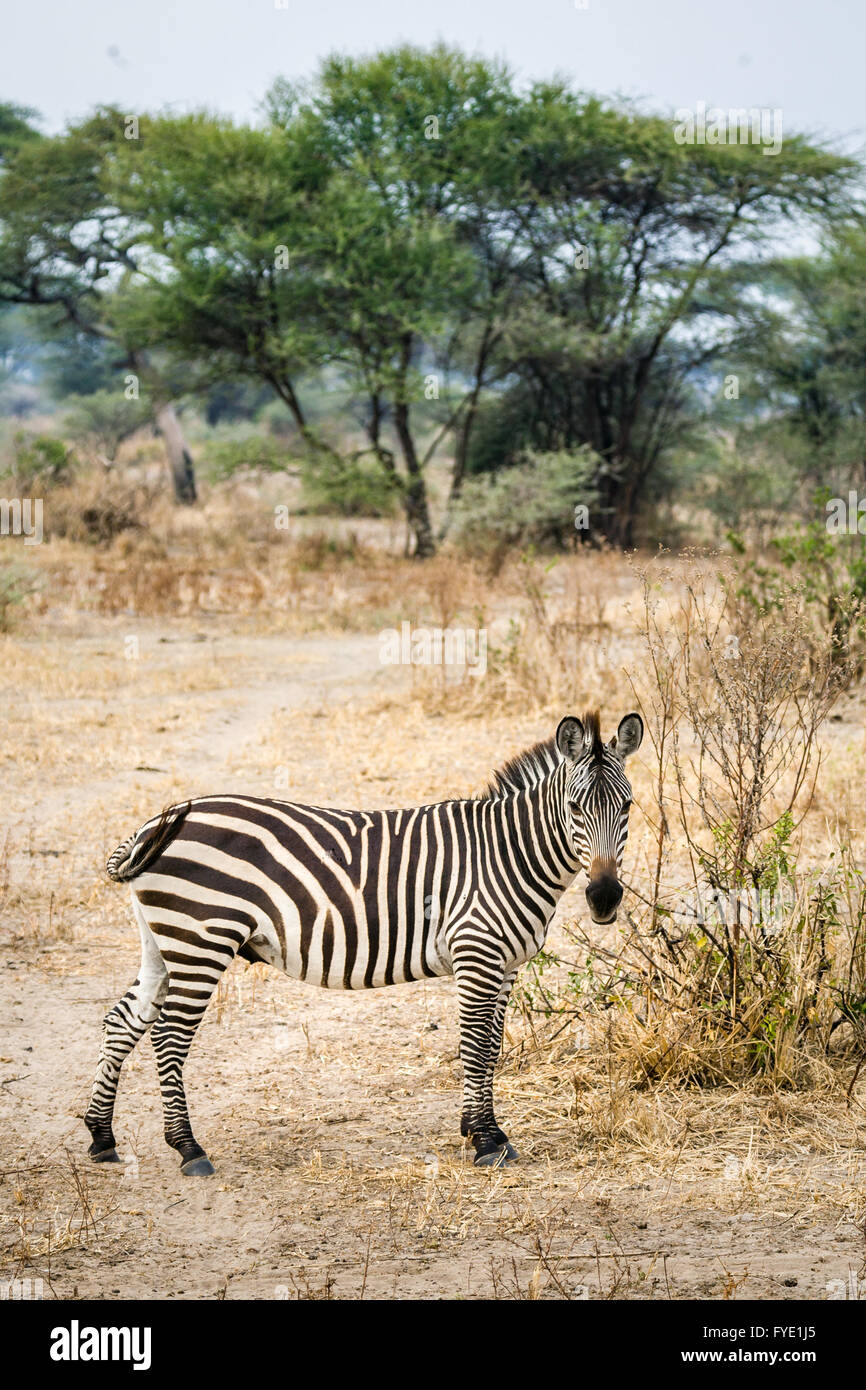 Vertical image of a lone zebra with a tree in the background Stock ...