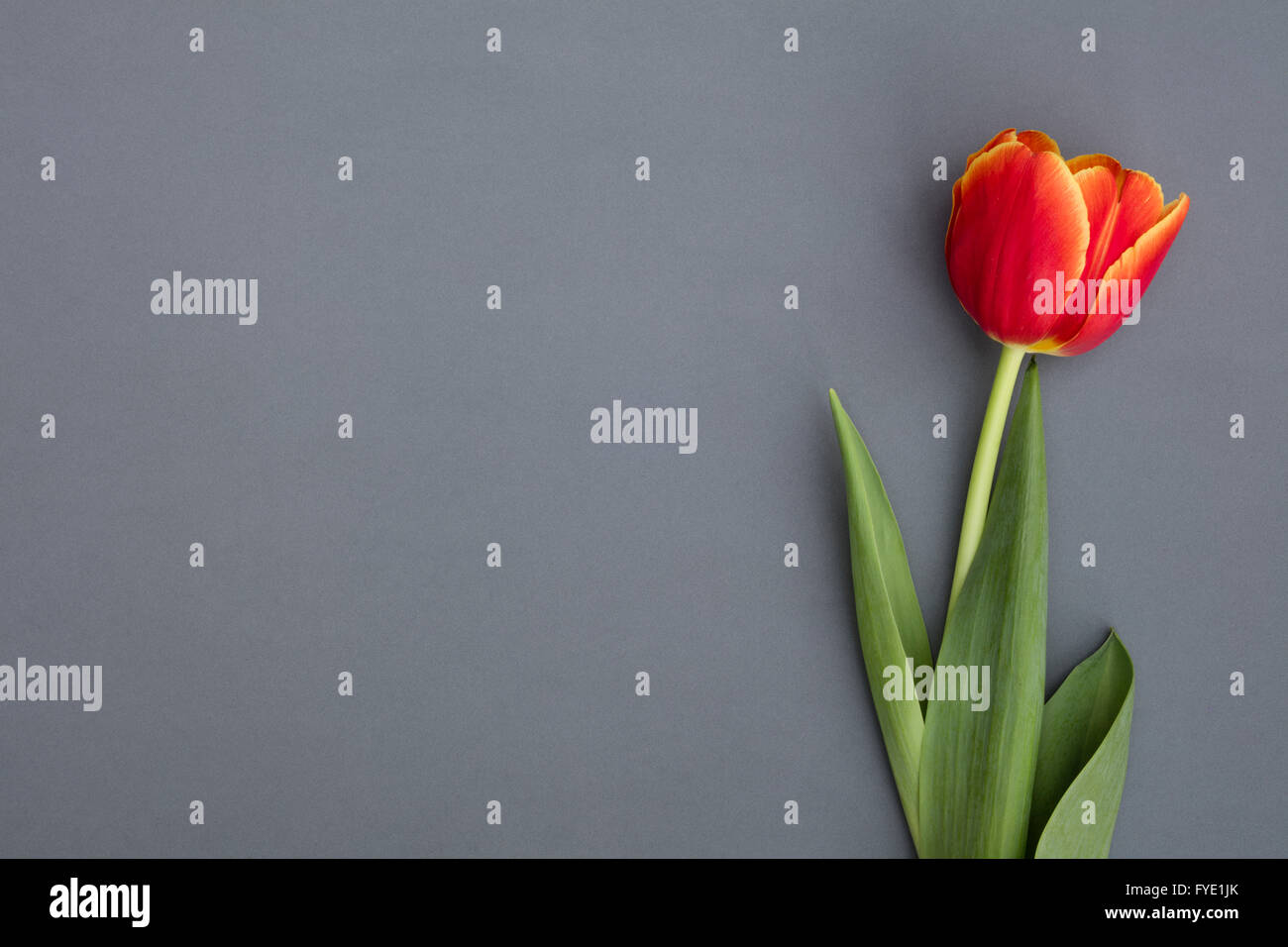 Gray tulip hi-res stock photography and images - Alamy