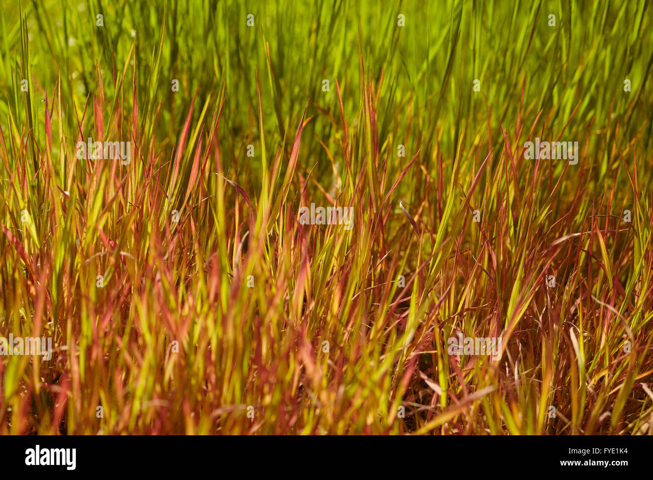 Grasses green hi-res stock photography and images - Alamy