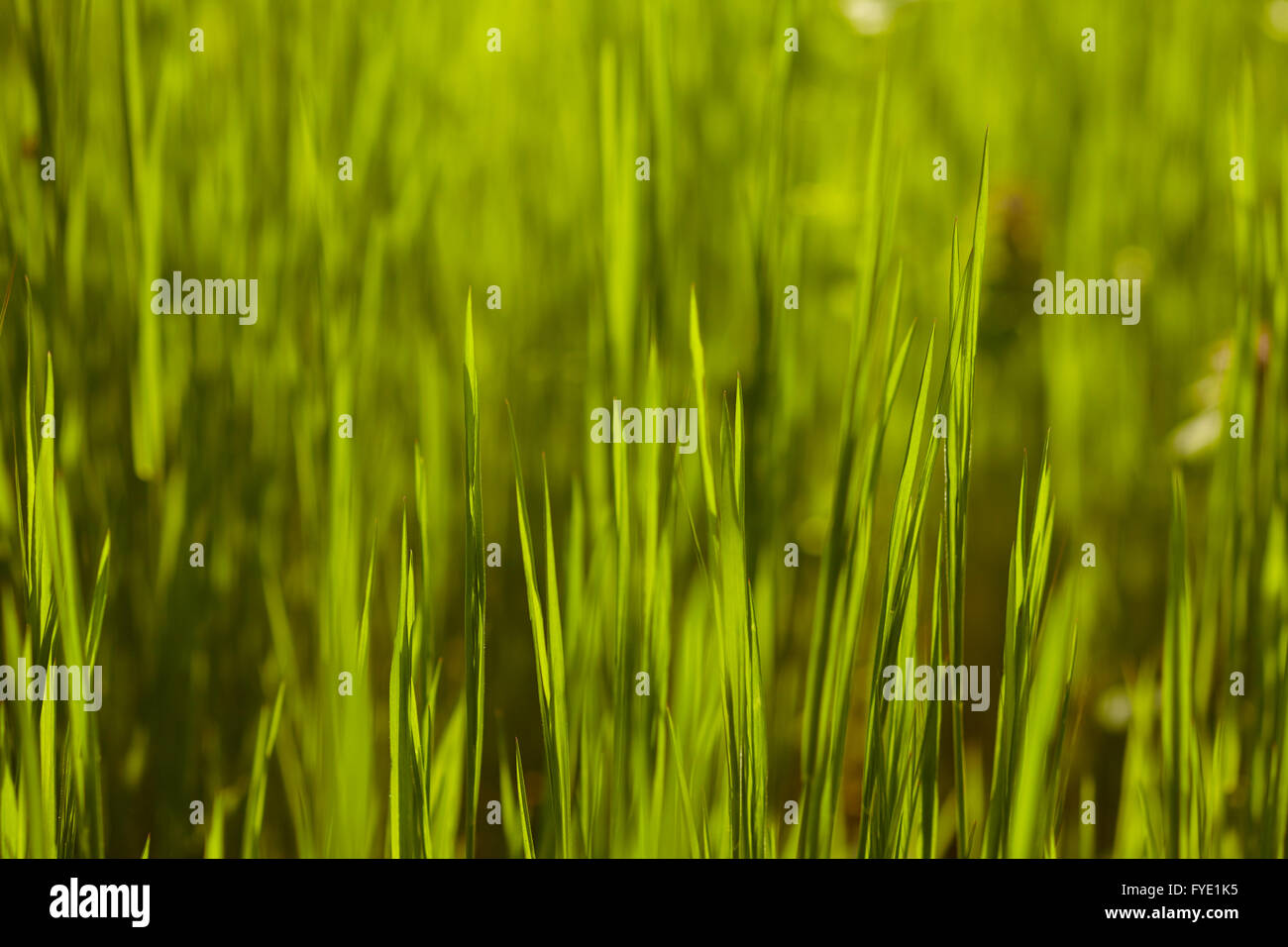 Grasses green hi-res stock photography and images - Alamy