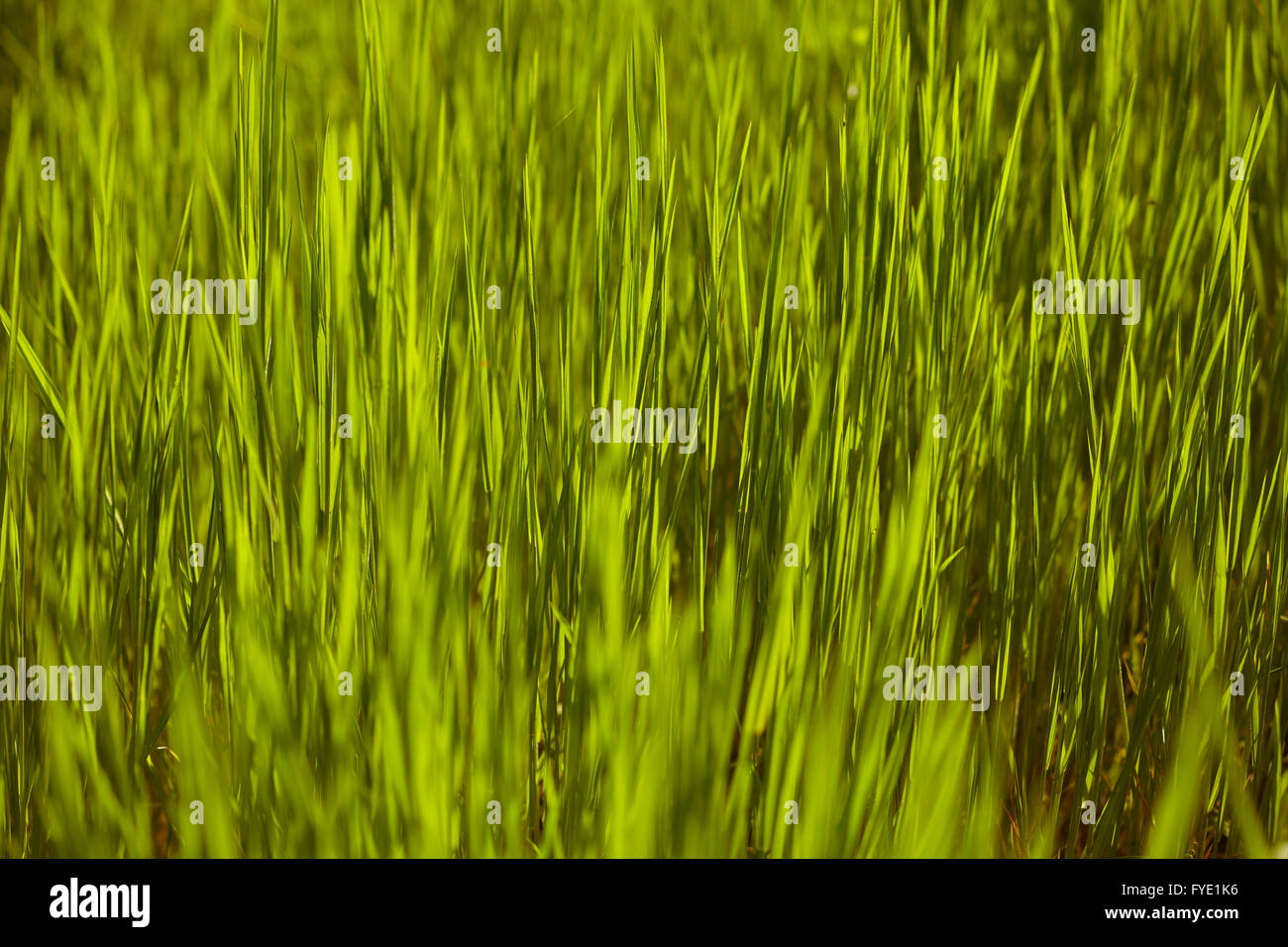 Pasture grasses in spring, Lancaster County, Pennsylvania, USA Stock ...