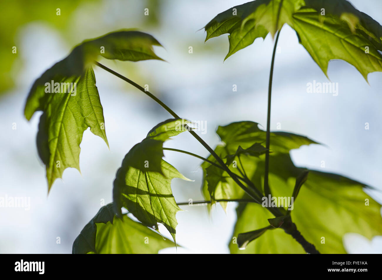 Maple trees in Spring, Lancaster County, Pennsylvania, USA Stock Photo ...