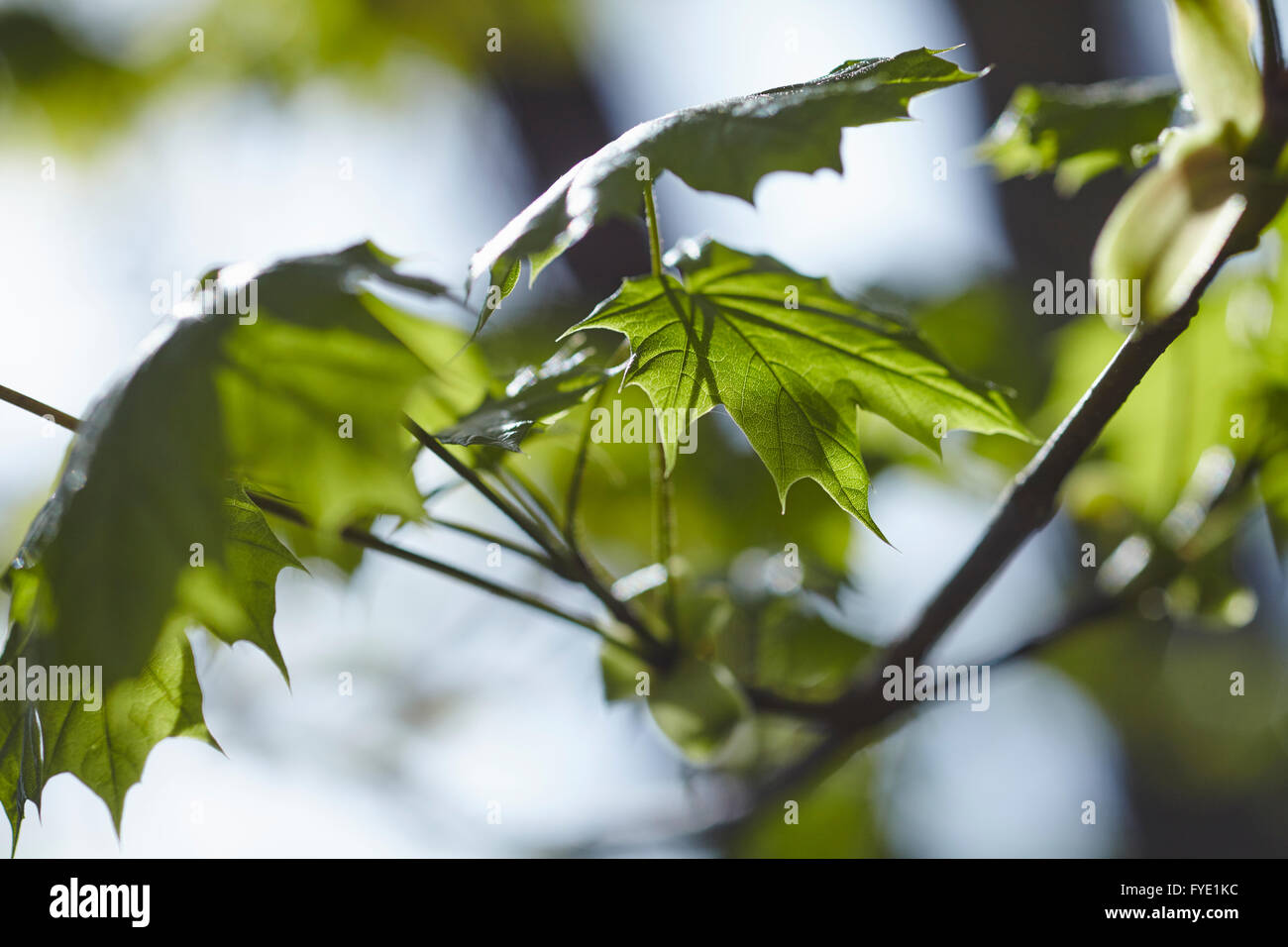 Maple trees in Spring, Lancaster County, Pennsylvania, USA Stock Photo ...
