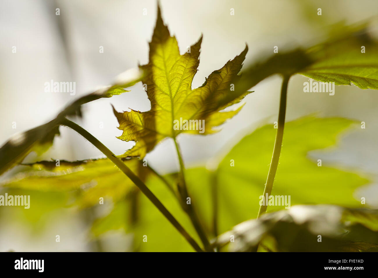 Maple trees in Spring, Lancaster County, Pennsylvania, USA Stock Photo ...