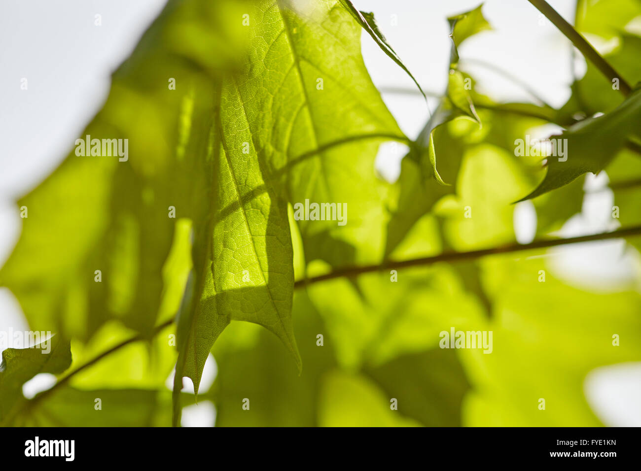 Maple trees in Spring, Lancaster County, Pennsylvania, USA Stock Photo ...
