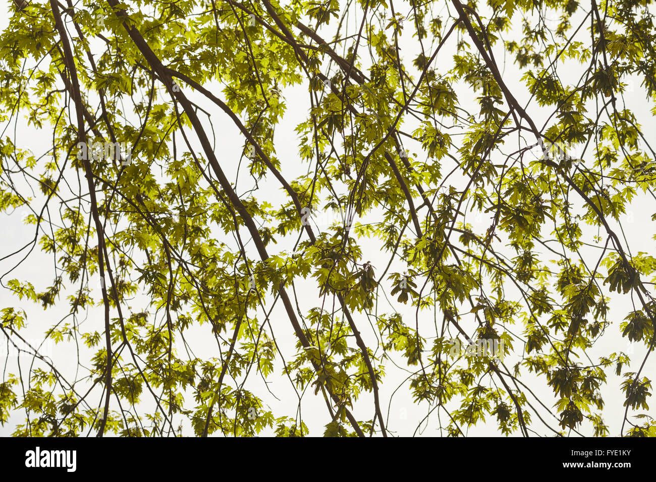 Maple trees in Spring, Lancaster County, Pennsylvania, USA Stock Photo ...
