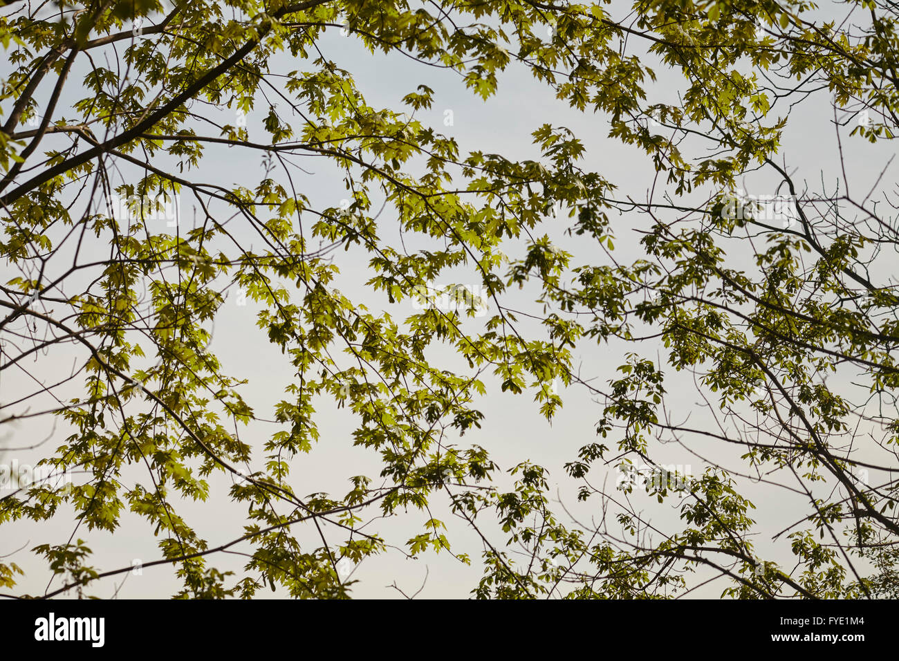 Maple trees in Spring, Lancaster County, Pennsylvania, USA Stock Photo ...