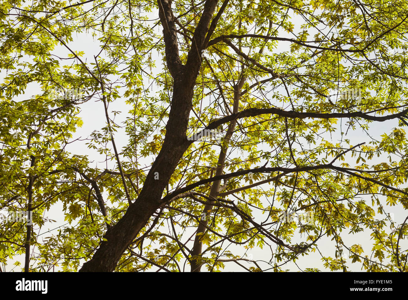 Maple trees in Spring, Lancaster County, Pennsylvania, USA Stock Photo ...