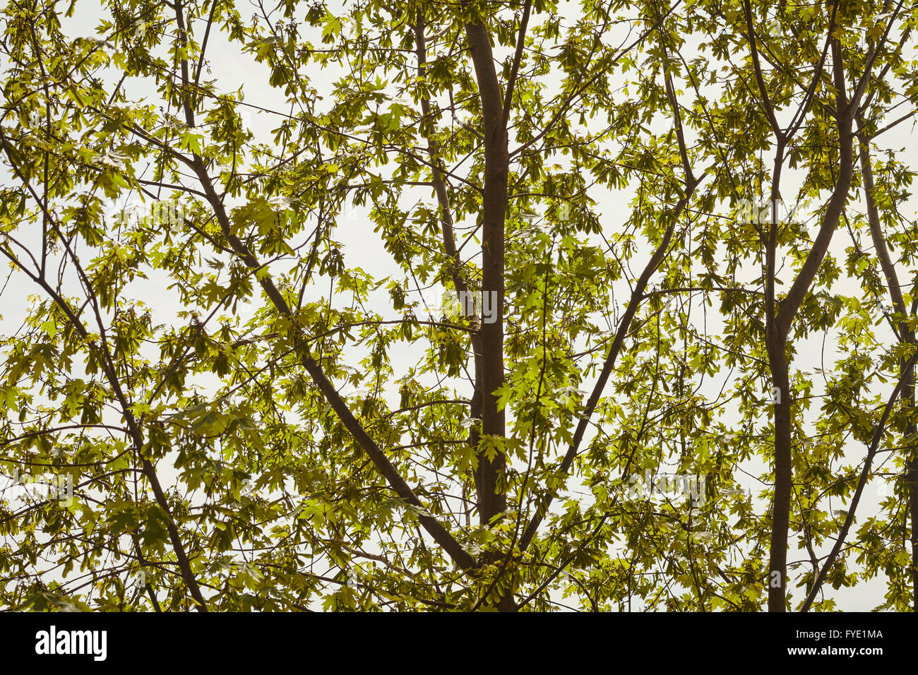 Maple trees in Spring, Lancaster County, Pennsylvania, USA Stock Photo ...