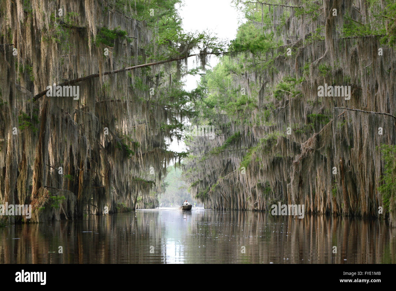 Cypress trees in caddo lake hi-res stock photography and images - Alamy
